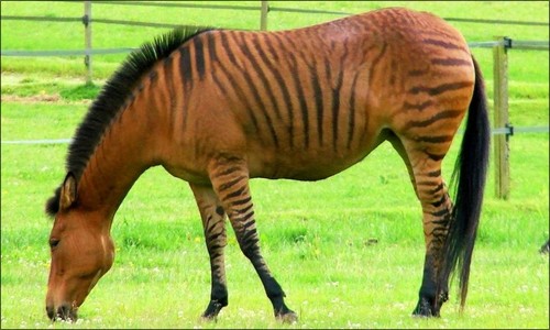 zajímavosti :: Zebry-stripes